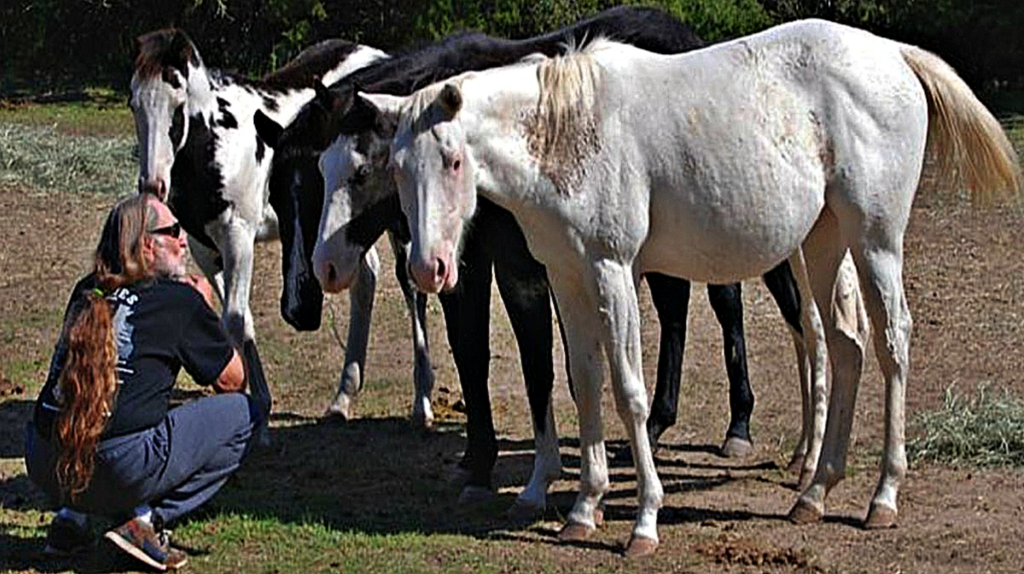 Country Singer Willie Nelson Rescued 70 Horses From Sl.aught.erhouse ...